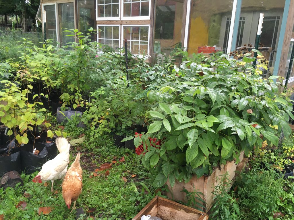 More Than A Farm – More Than A Farm